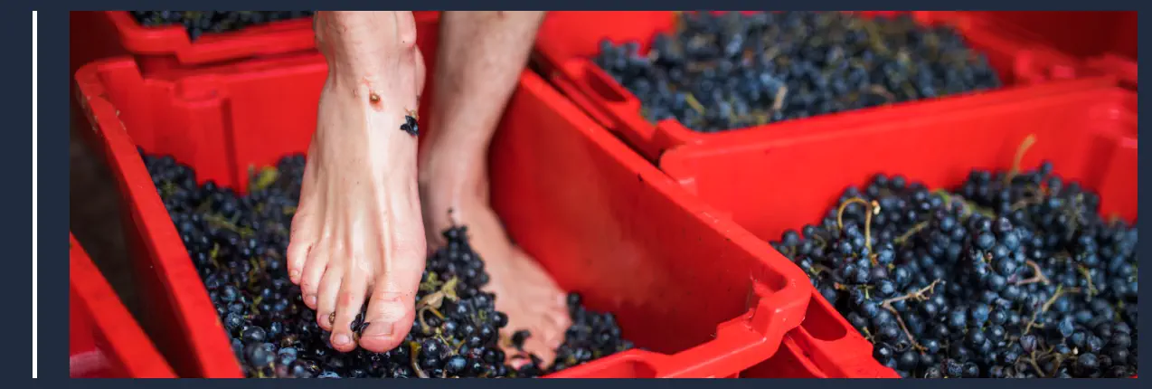 ¿Cómo se Hace el Vino? Todos los Pasos Necesarios