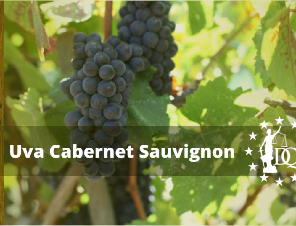 Vino Burdeos: ¿Qué es?, Características, Uvas, la Región, el Terruño y ...