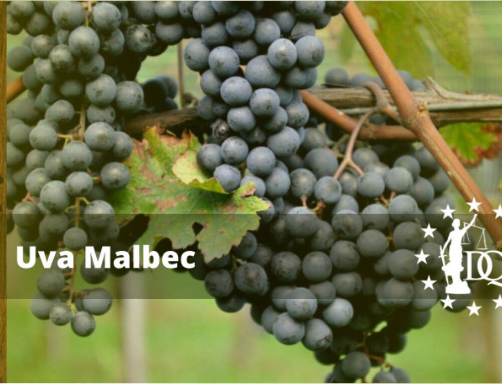 Vino Burdeos: ¿Qué es?, Características, Uvas, la Región, el Terruño y ...